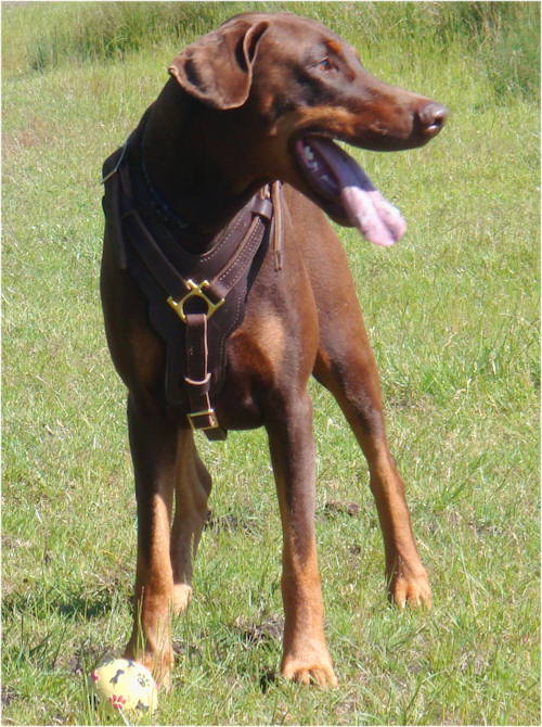 Walking Dog On Leash Toy Doberman Collars Uk Professional Dog 
