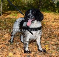 English Springer Spaniel