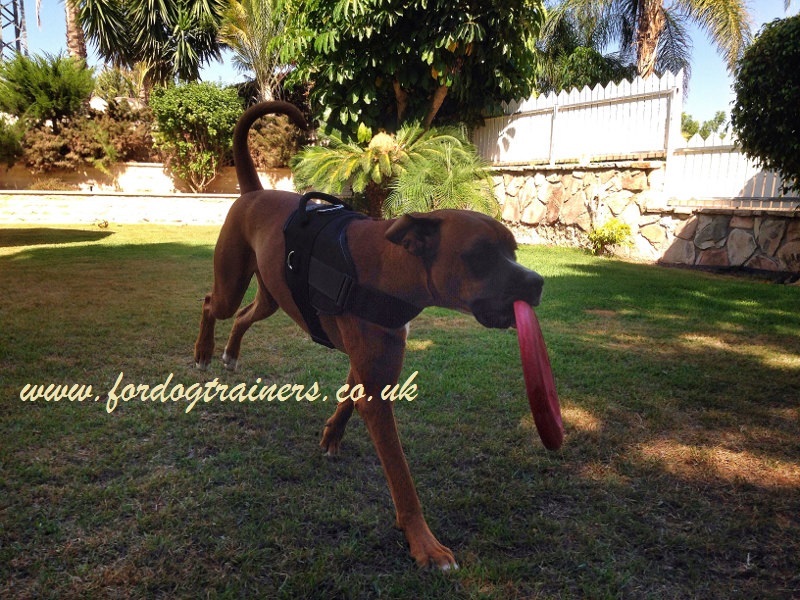 Best Dog Harness For Boxers at Will Mcguirk blog