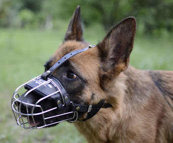 What Dog Muzzle is Best? Dog Muzzle Types. Dog Muzzle Reviews : Dog ...